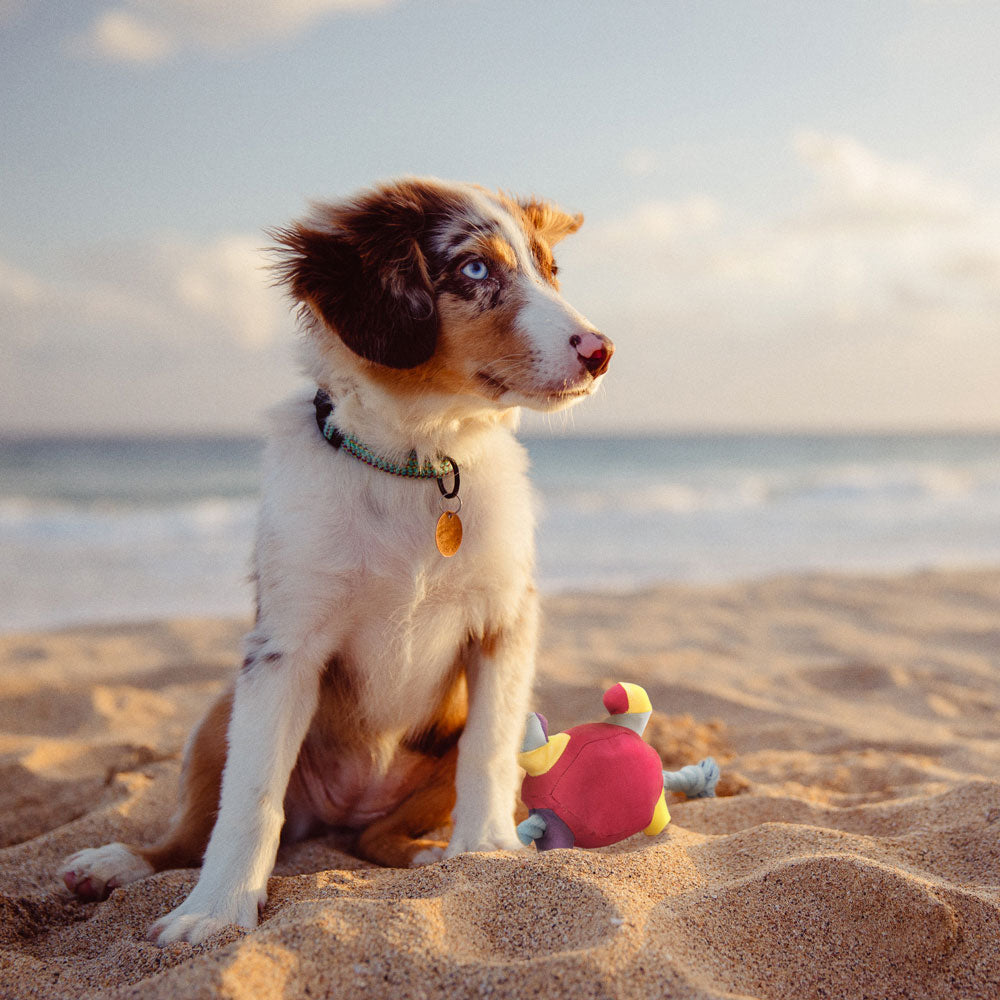 Cavall Cubism Crab on a Rope – Cavall Dog Toys